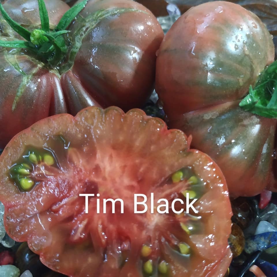 Tim's Black Ruffles Tomato Seeds - Etsy