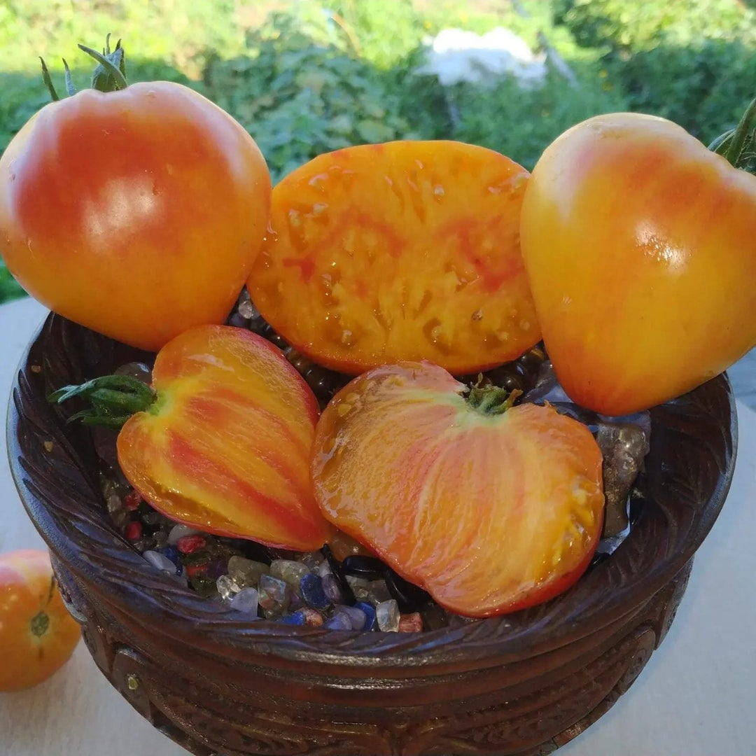 Canada Tomatoes Seeds - Etsy