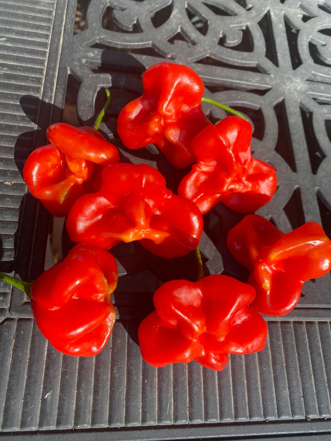 Mad Hatter Sweet Pepper Seeds - Etsy