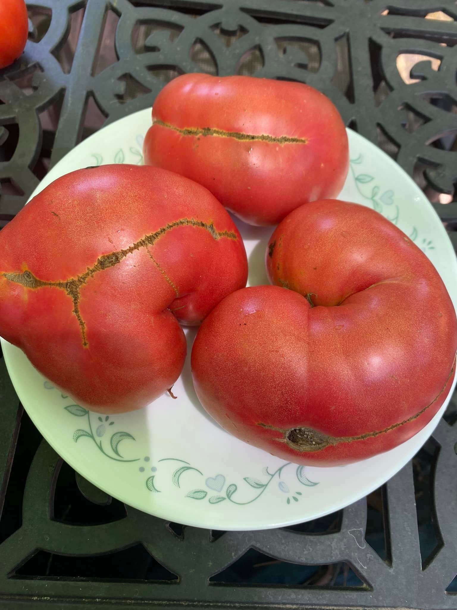 Dwarf Coorong Pink Tomatoes Seeds - Etsy