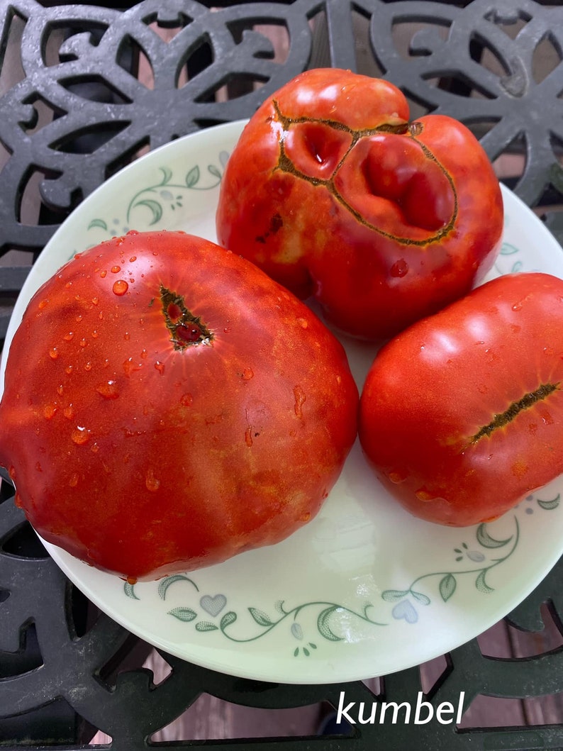 Kumbel Tomato Seeds From Kazakhstan - Etsy