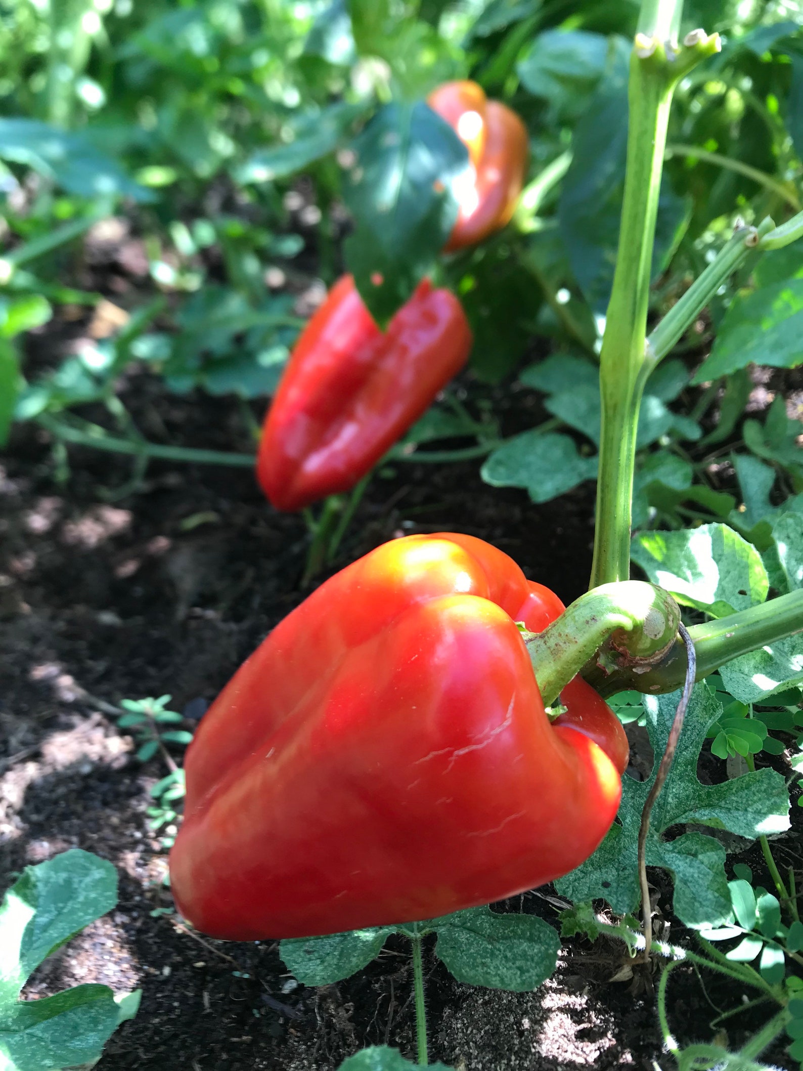 Big Red Peppers Seeds - Etsy