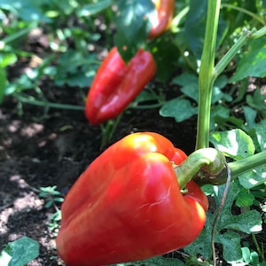 Big Red Peppers Seeds - Etsy