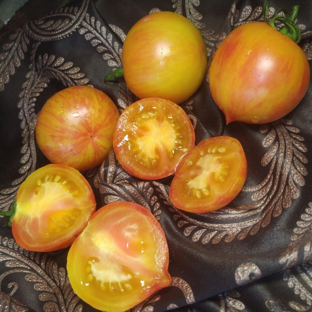 Kozula 137 Tomato Seeds - Etsy