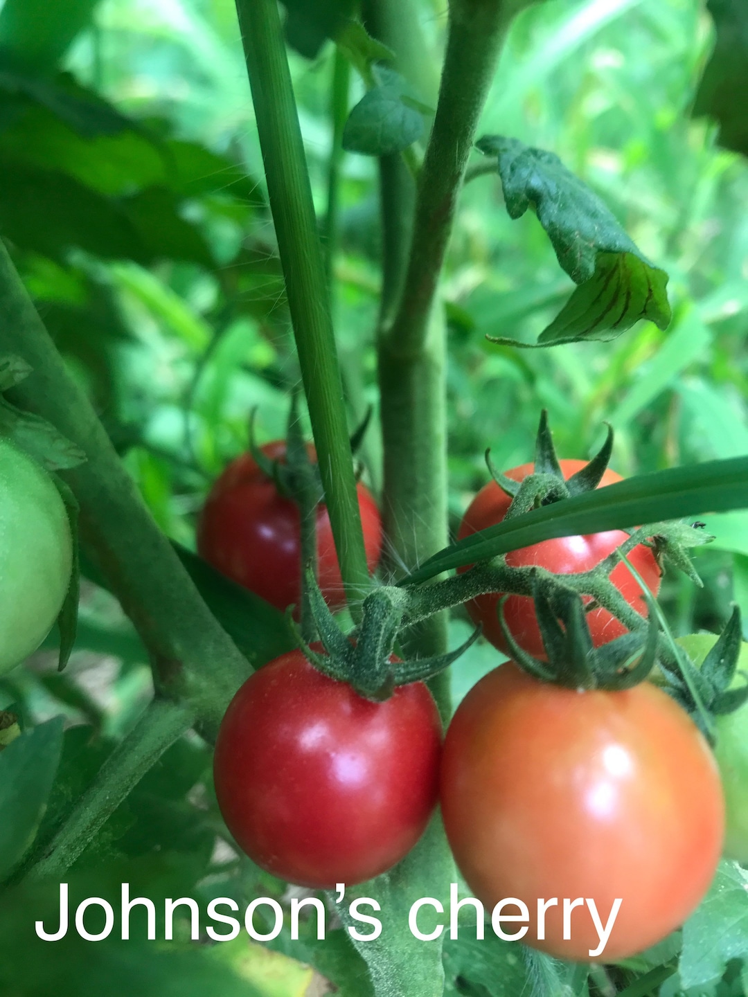 Dwarf Johnson’s Cherry - Etsy