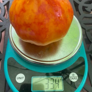 Amber Baron, Tomato Seeds From Kazakhstan Variety - Etsy