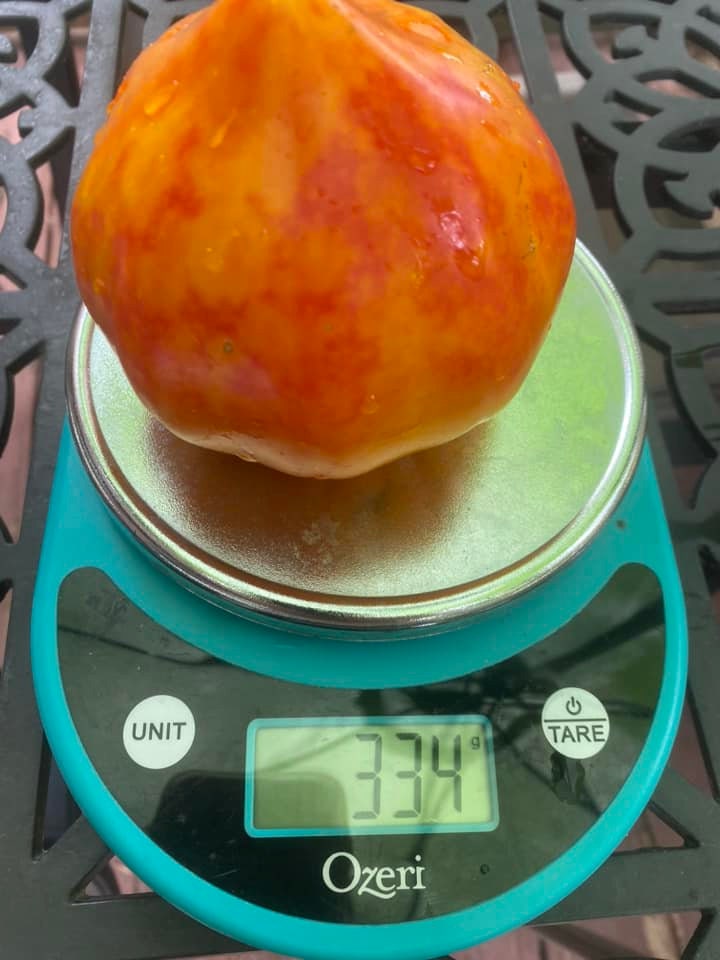 Amber Baron, Tomato Seeds From Kazakhstan Variety - Etsy