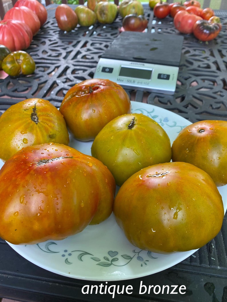 Antique Bronze Tomato Seeds - Etsy
