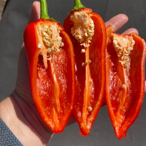 Joelene's Rustic Italian Sweet Pepper Seeds - Etsy