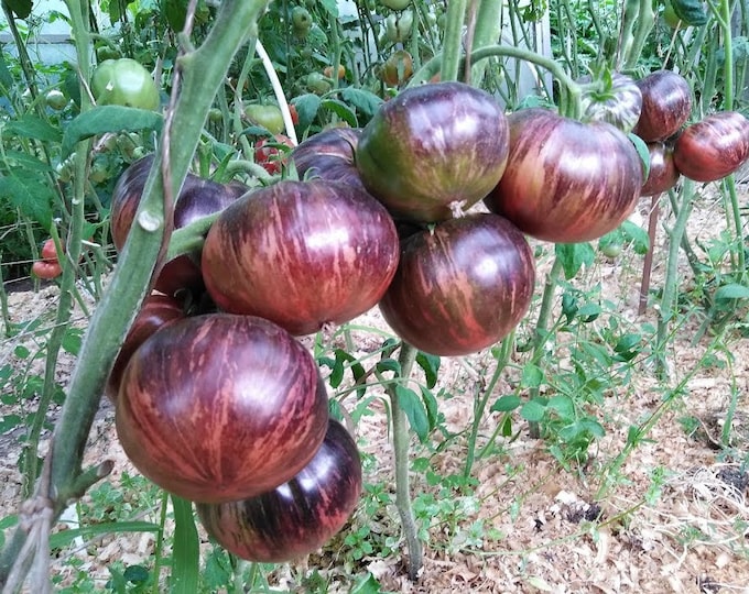 Marsha's Starfighter Beefsteak Tomato - Beautiful Tomato - Heirloom ...
