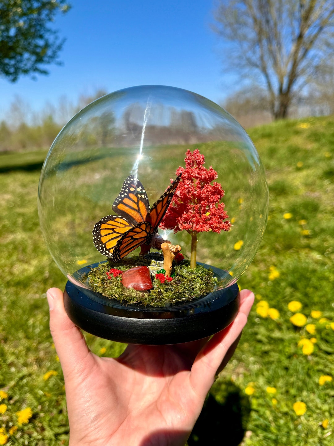 Real Monarch Butterfly in Glass Dome/diorama With Natural Red Jasper ...