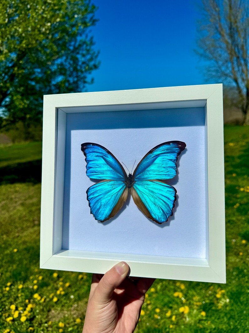 Real Giant Blue Morpho Didius Framed Butterfly Specimen Preserved White ...