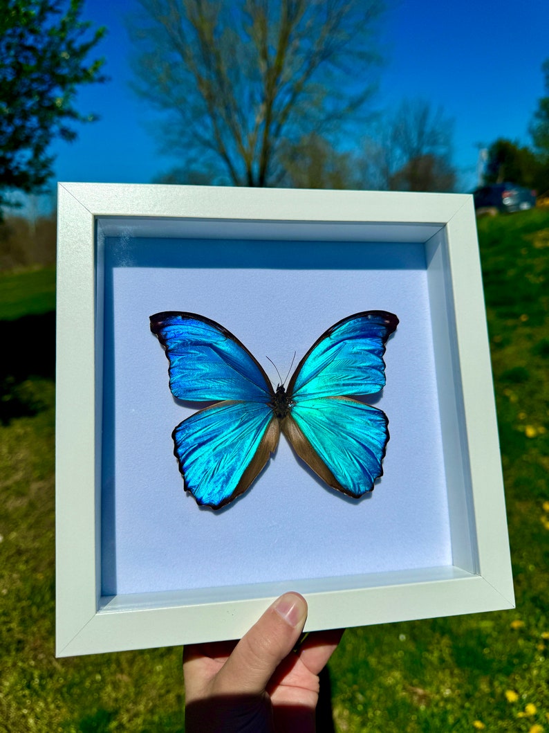 Real Giant Blue Morpho Didius Framed Butterfly Specimen Preserved White ...