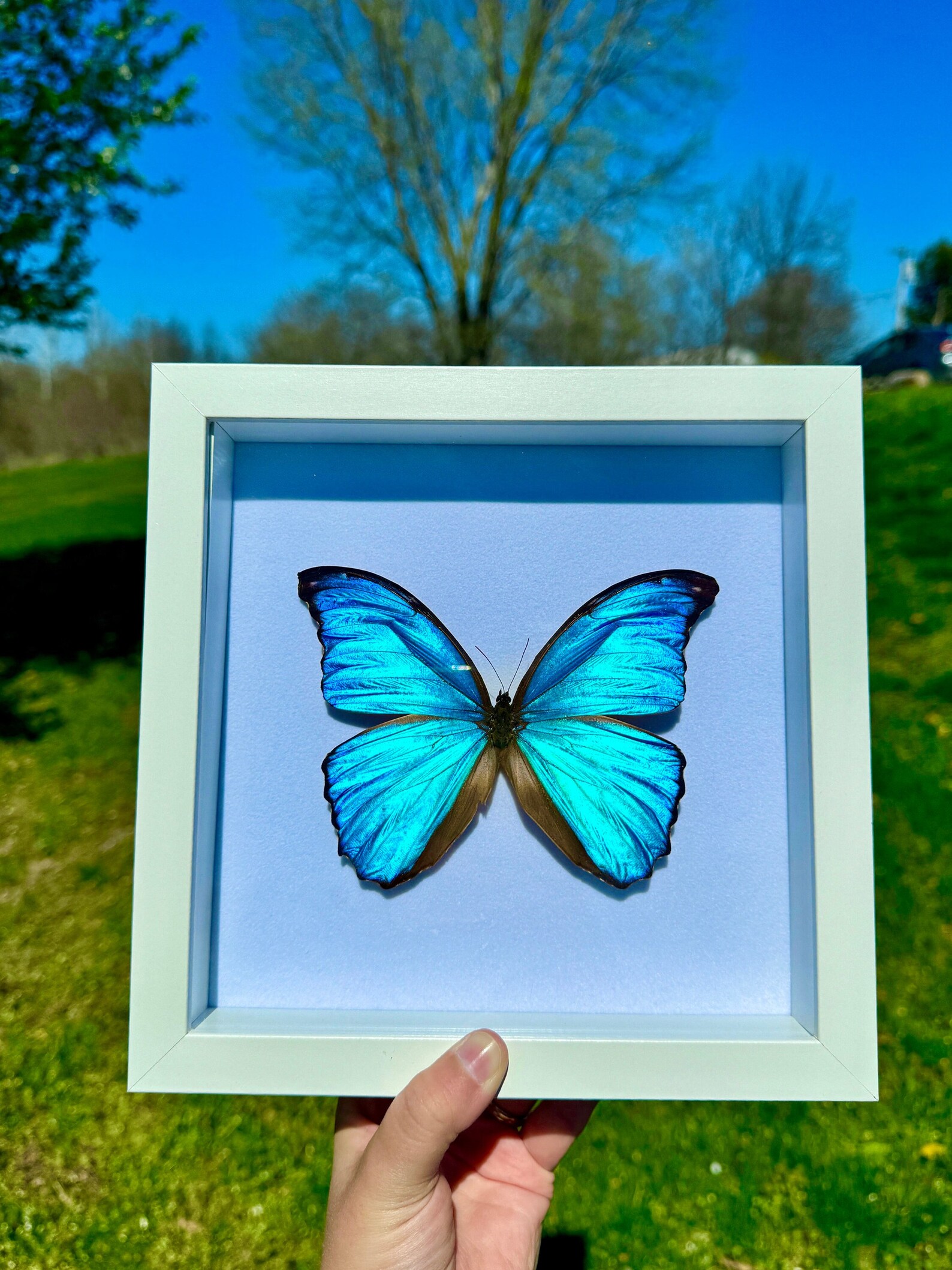 Real Giant Blue Morpho Didius Framed Butterfly Specimen Preserved White ...