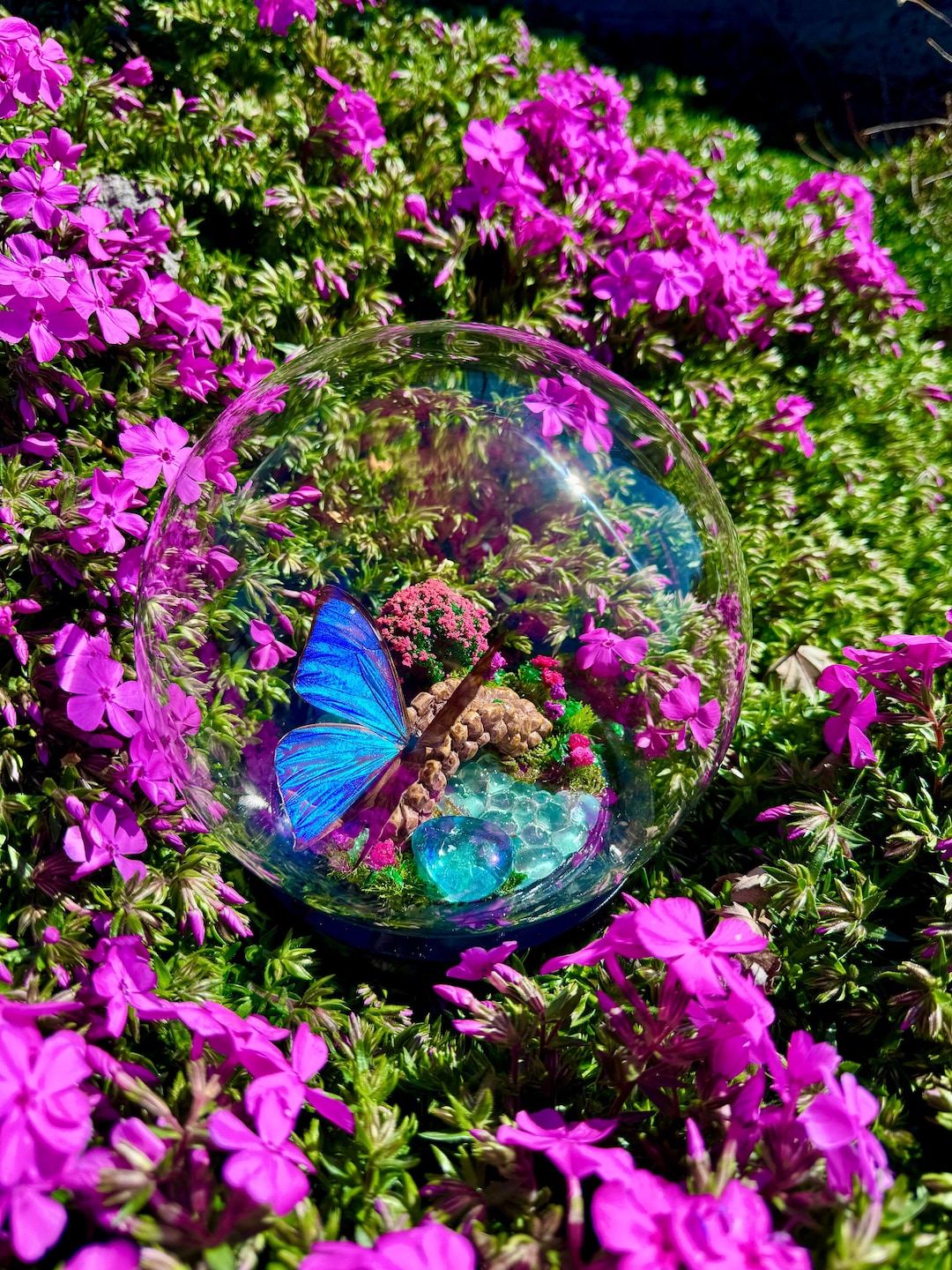 Real Butterfly in Glass Dome/blue Morpho Aega Diorama With Aqua Aura ...
