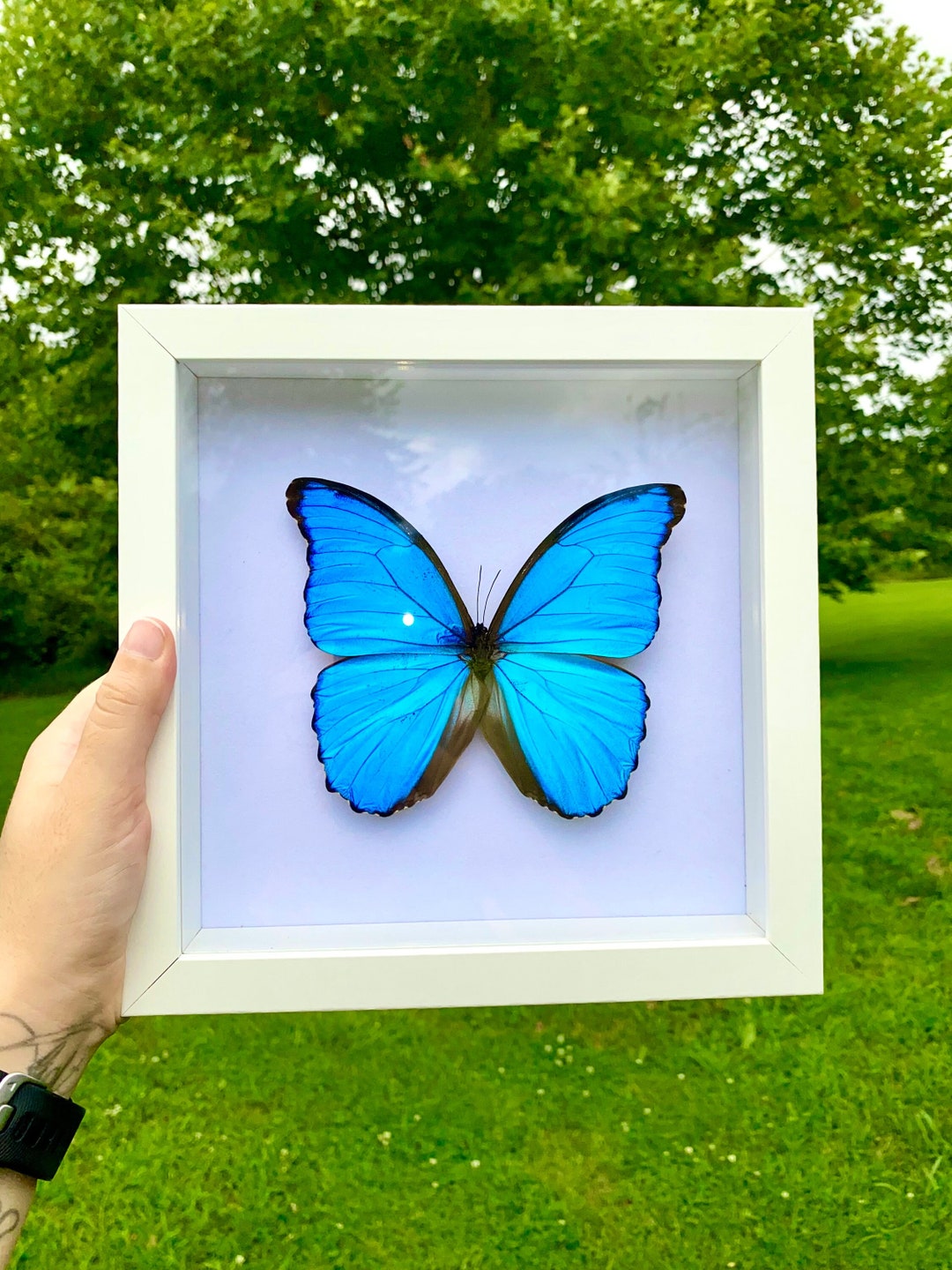 Real Giant Blue Morpho Didius Framed Butterfly Specimen Preserved White ...