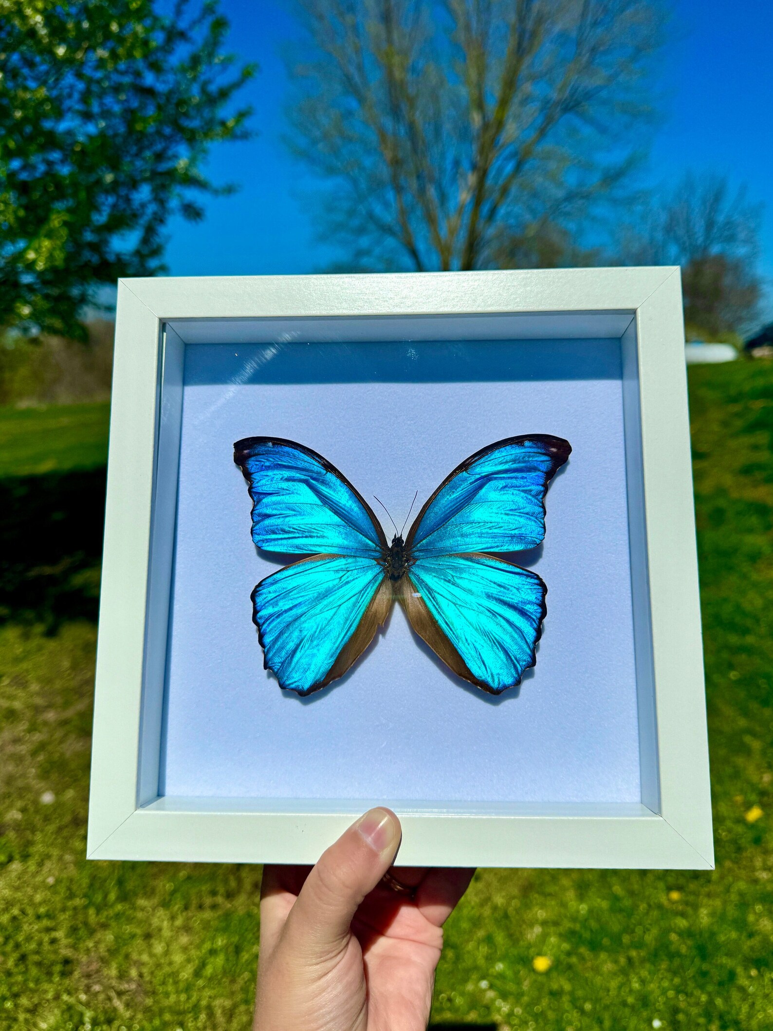 Real Giant Blue Morpho Didius Framed Butterfly Specimen Preserved White ...