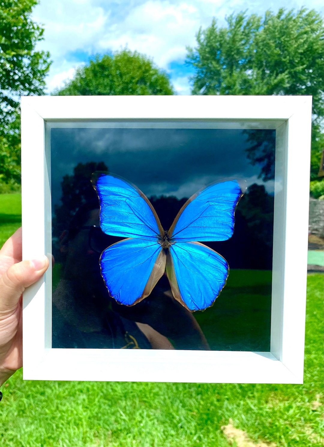 Real Giant Blue Morpho Didius Framed Butterfly Specimen Preserved White ...