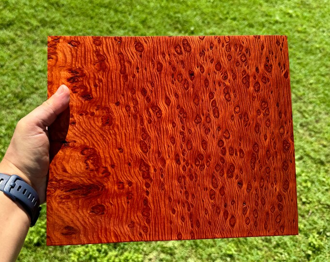 Extremely Rare Western Australian Large Birdseye Lace Sheoak Block ...