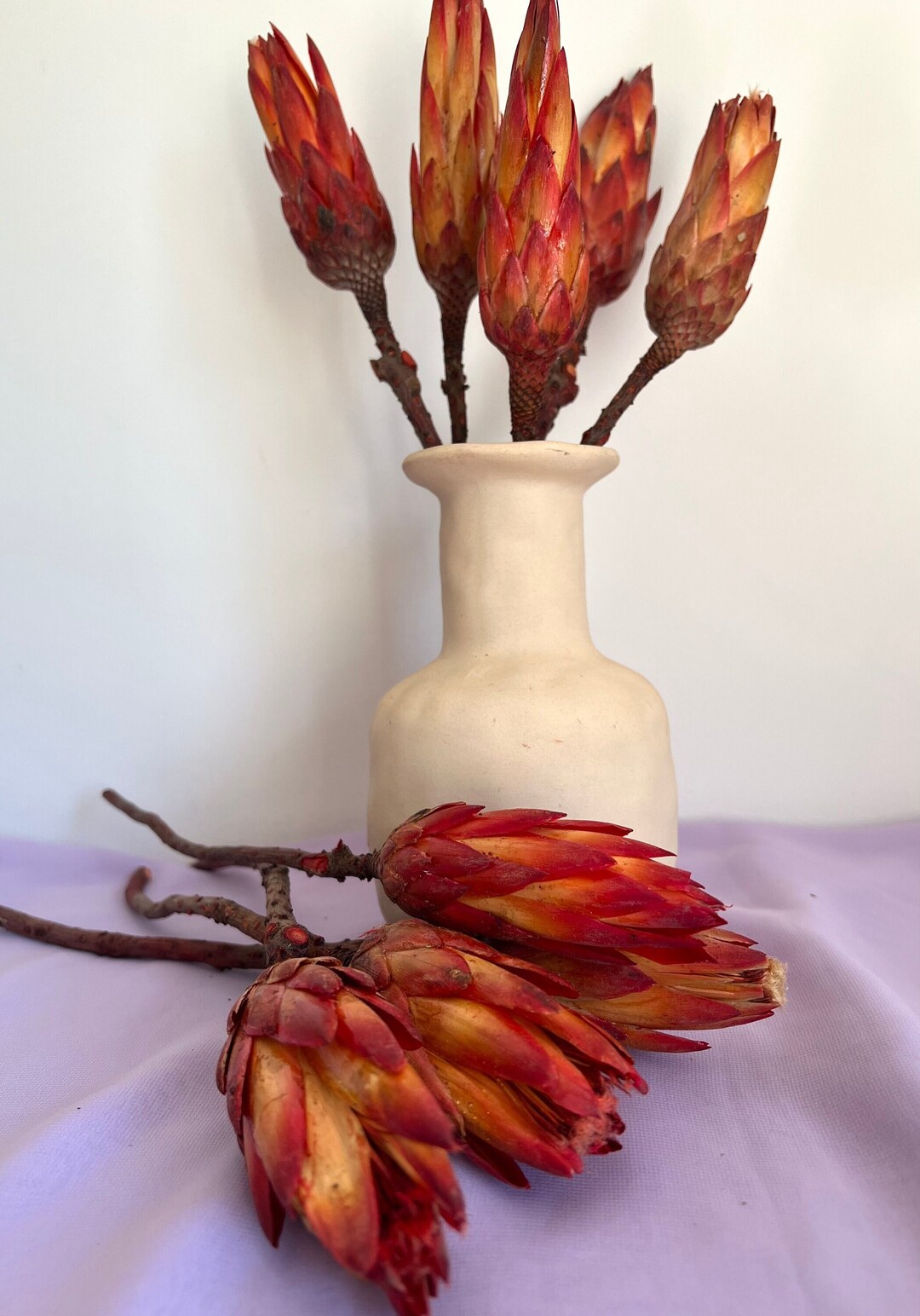 Dried Protea Pendula, Natural Boho Decor, Long-lasting Flowers, Natural ...