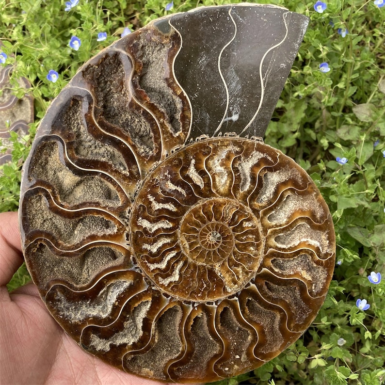 300G Natural Rare Ammonite Fossil Conch Quartz Crystal - Etsy