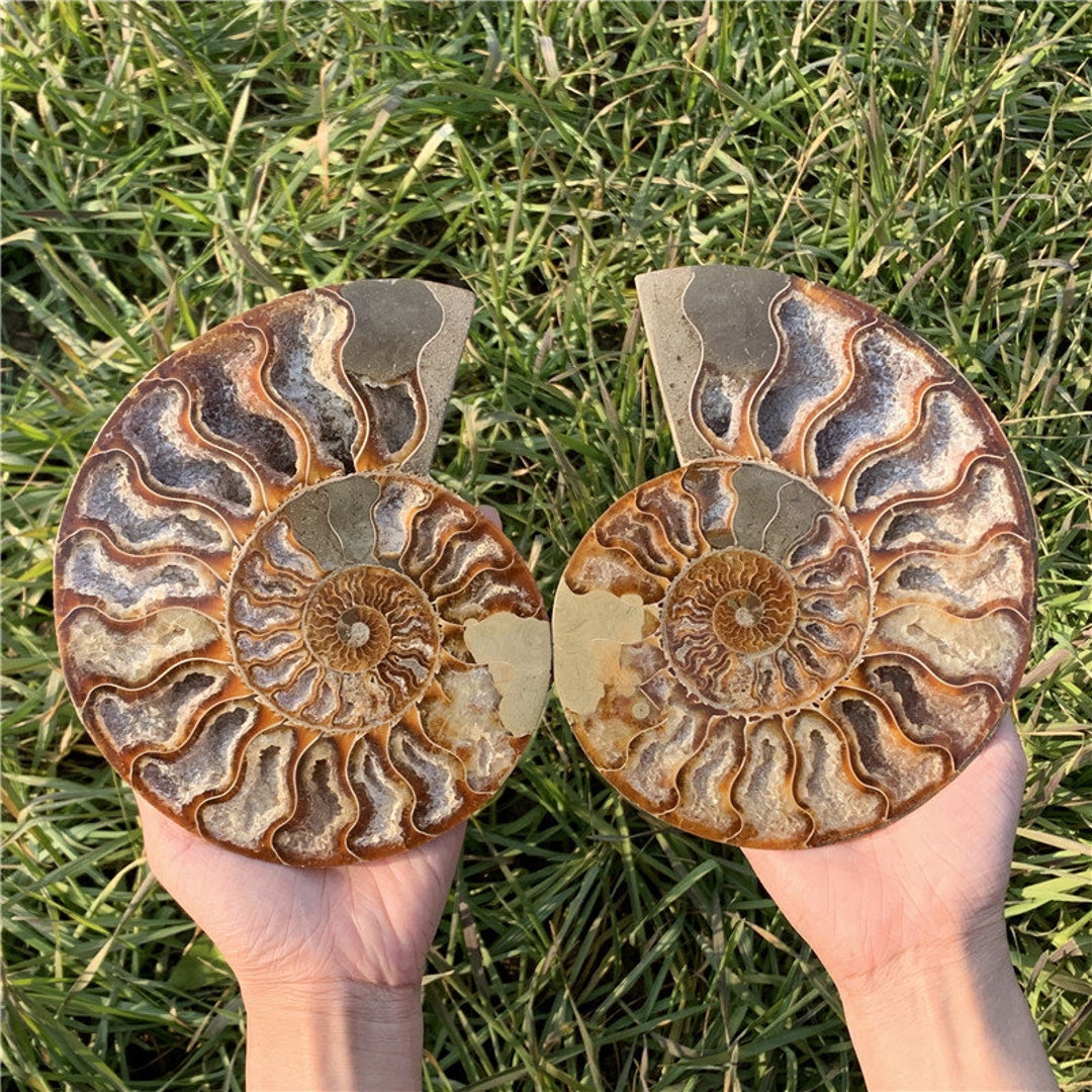 1kg A Pair Natural Rare Ammonite Fossil Conch Specimenquartz - Etsy ...