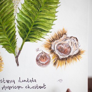 American Chestnut Print - Etsy
