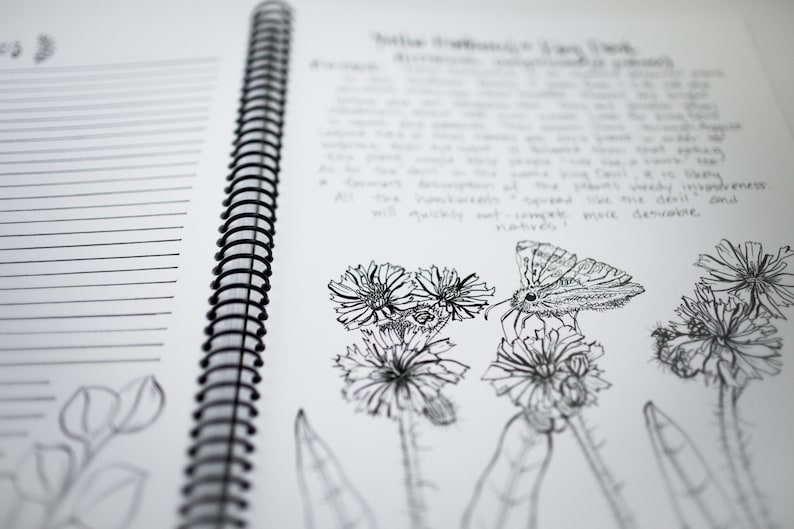 Molly Suzanne Co | Native Virginia Flowers Coloring Book | Adult ...