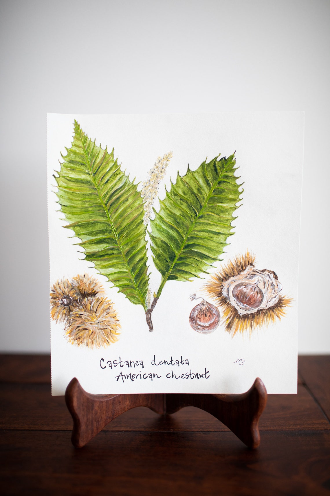 American Chestnut Print - Etsy