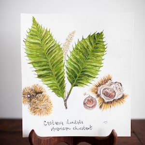 American Chestnut Print - Etsy
