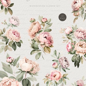 Pink Peony Flower Watercolor Clipart, Soft Pink Delicate PNG, Floral ...