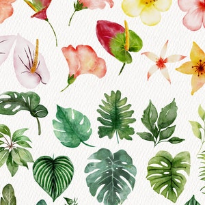DIY Set Tropical Jungle Flower Watercolor Clipart, Free Commercial Use ...