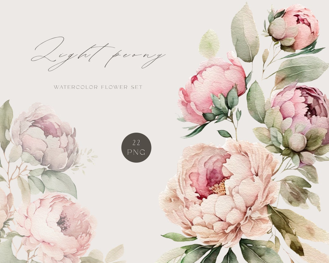 Pink Peony Flower Watercolor Clipart, Soft Pink Delicate PNG, Floral ...