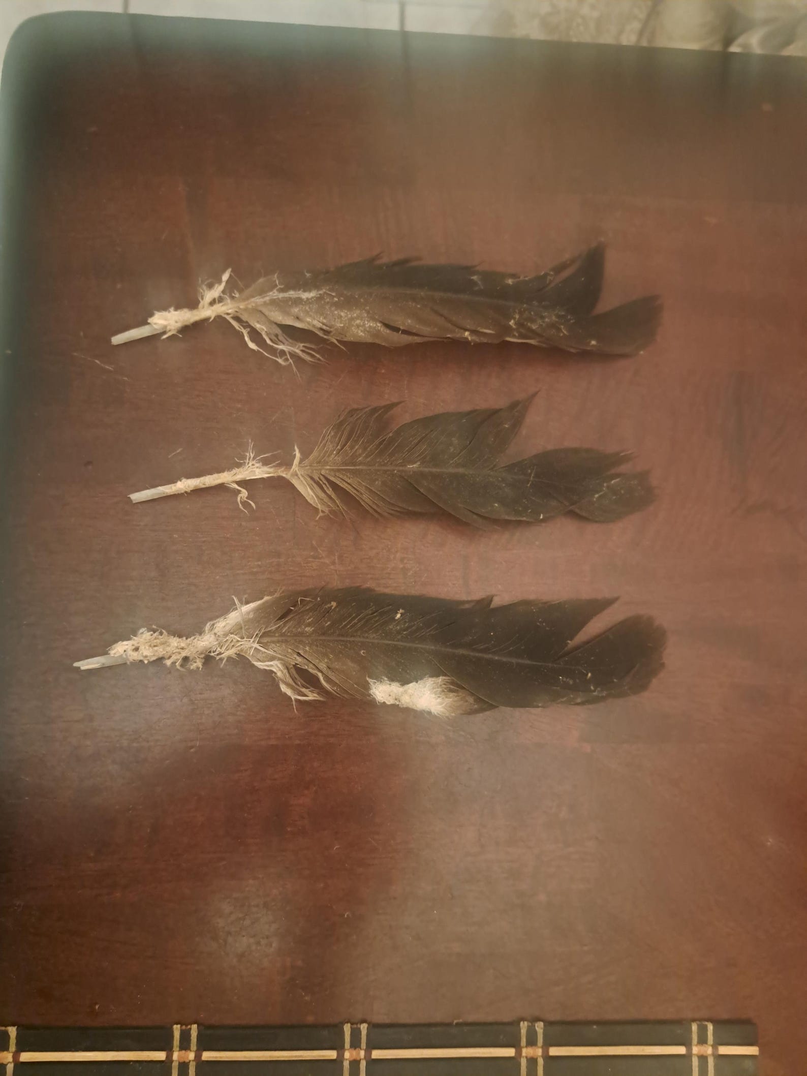 Large Igun Feather - Etsy
