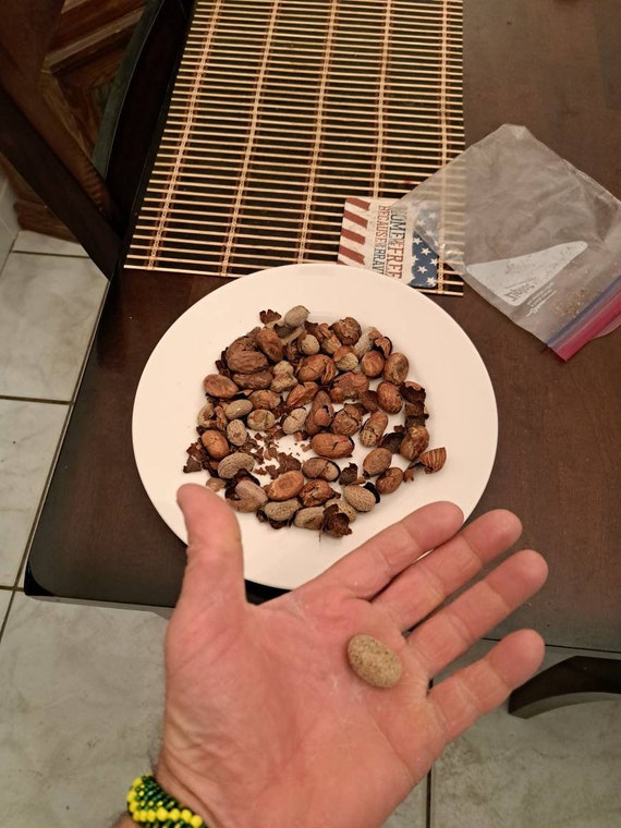 Orogbo dried 10 seeds - campestre.al.gov.br