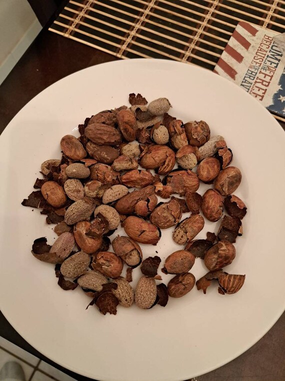 Orogbo dried 10 seeds - campestre.al.gov.br