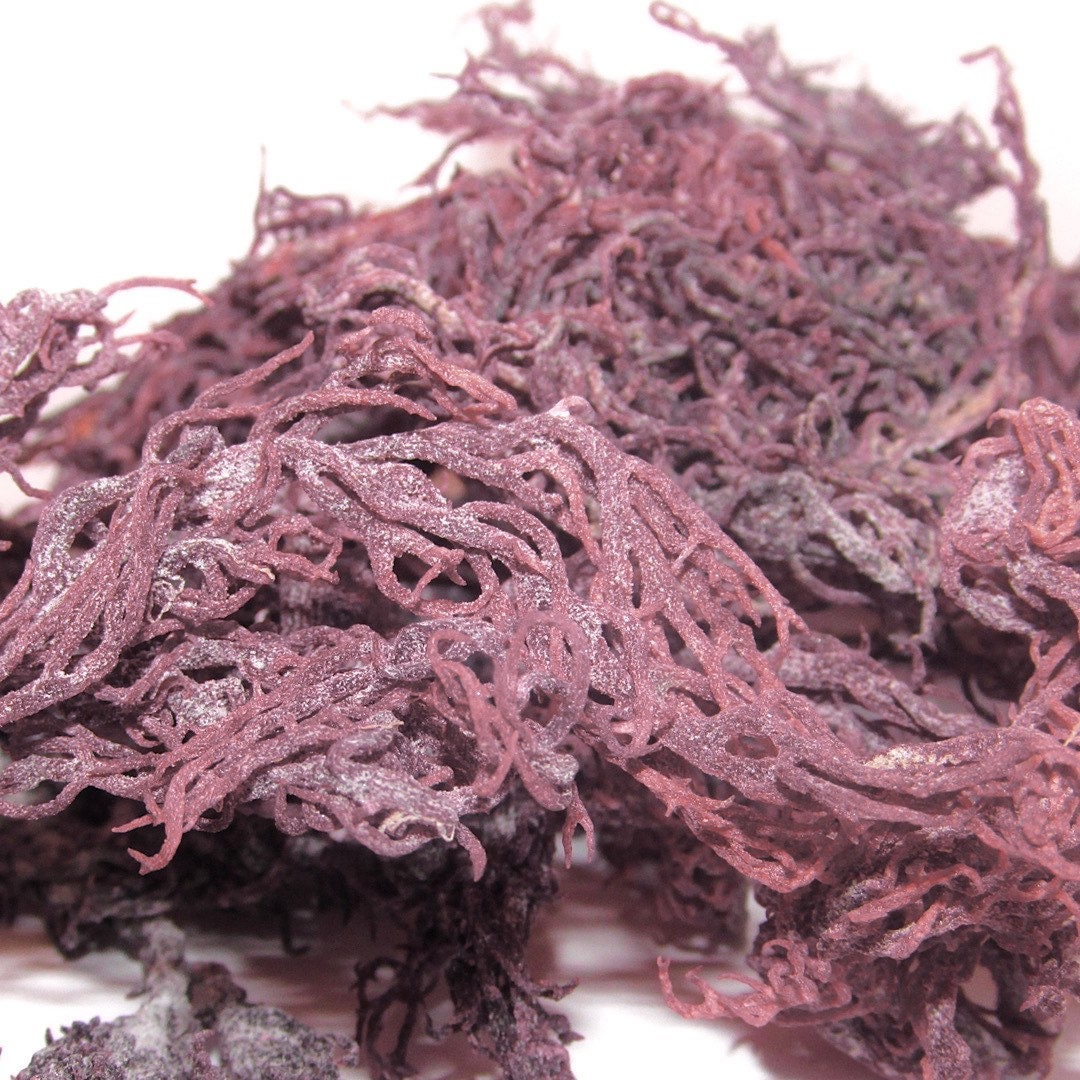 Purple Sea Moss / St. Lucian Raw Wildcrafted 50g or 150g - Etsy