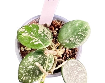 Hoya Mathilde - Etsy