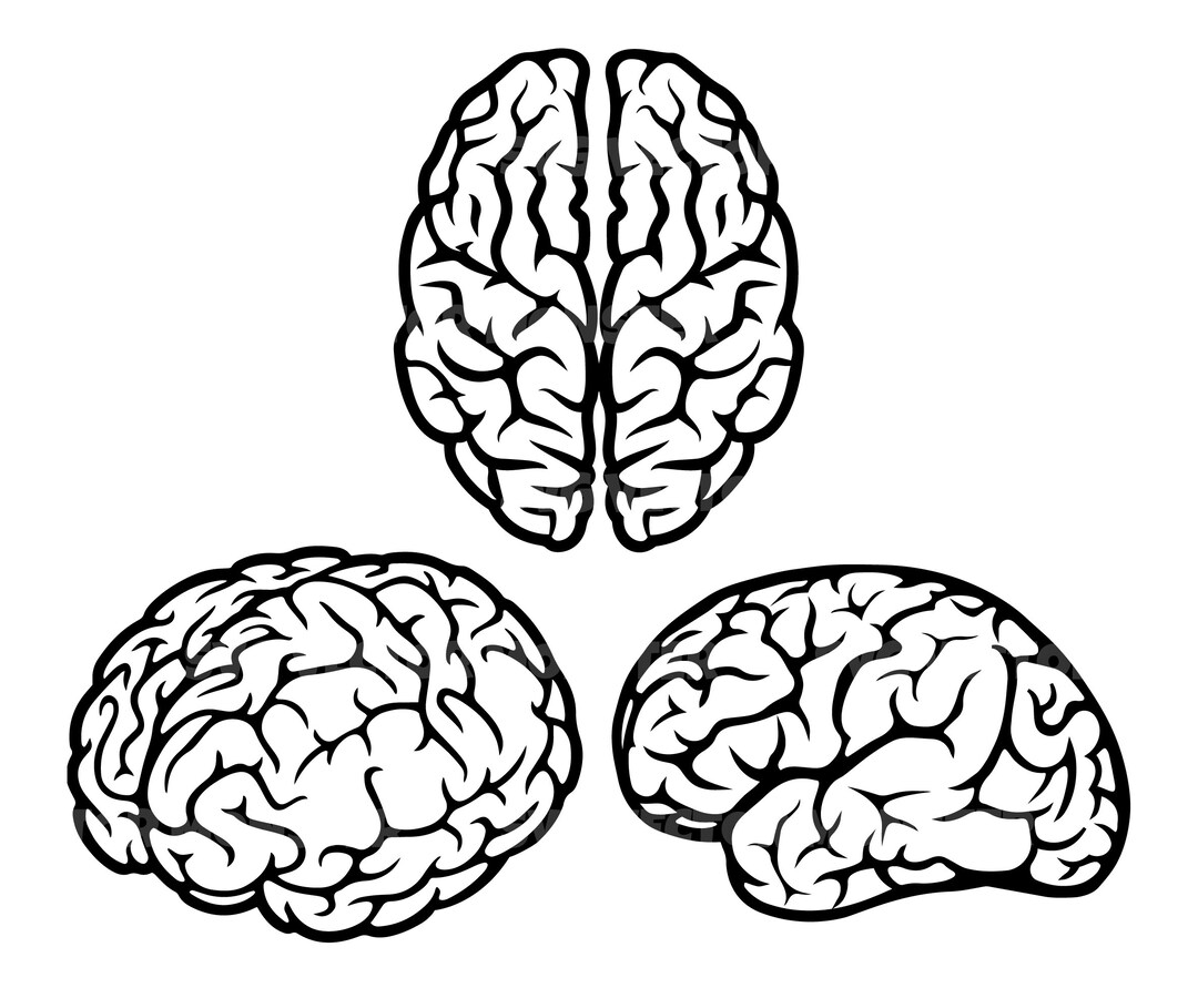 Human Brain Svg Bundle, Different Angles of Brain, Mind Svg Vector Cut ...