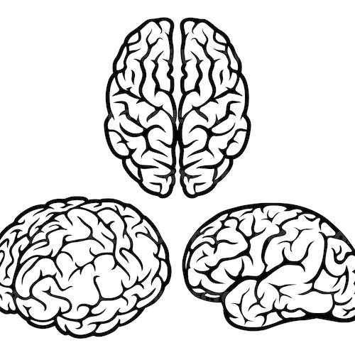 Human Brain Svg Bundle Different Angles of Brain Mind Svg - Etsy UK