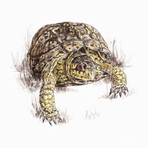 Eastern Box Turtle Print Nature Wildlife Art Print Eastern - Etsy