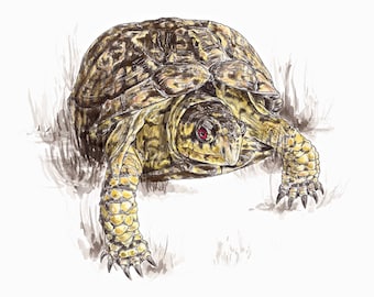 Box Turtle - Etsy
