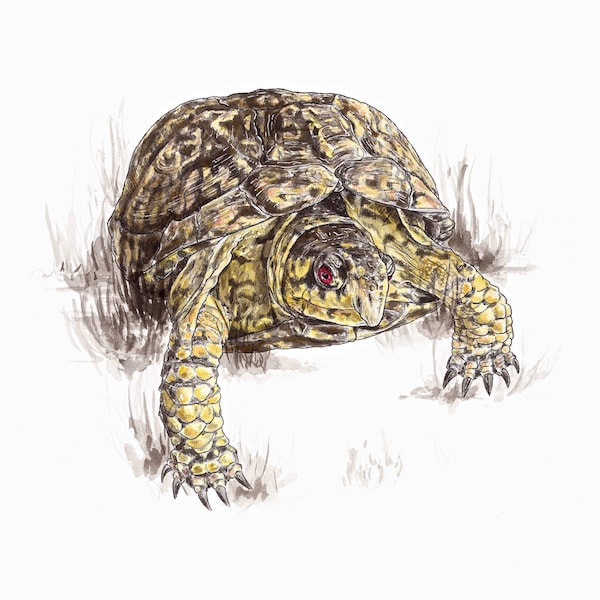 Box Turtle - Etsy