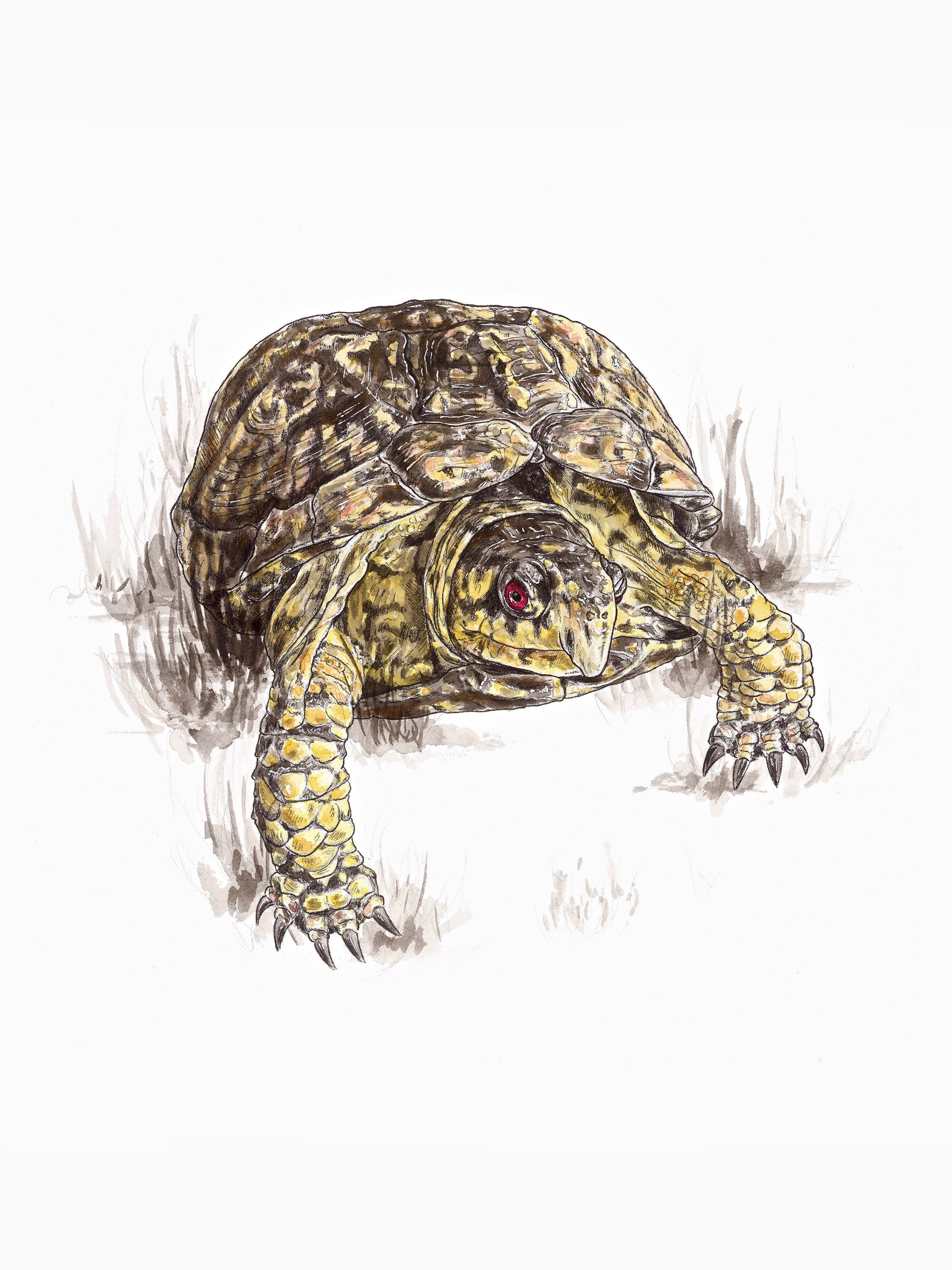 Box Turtle Drawing
