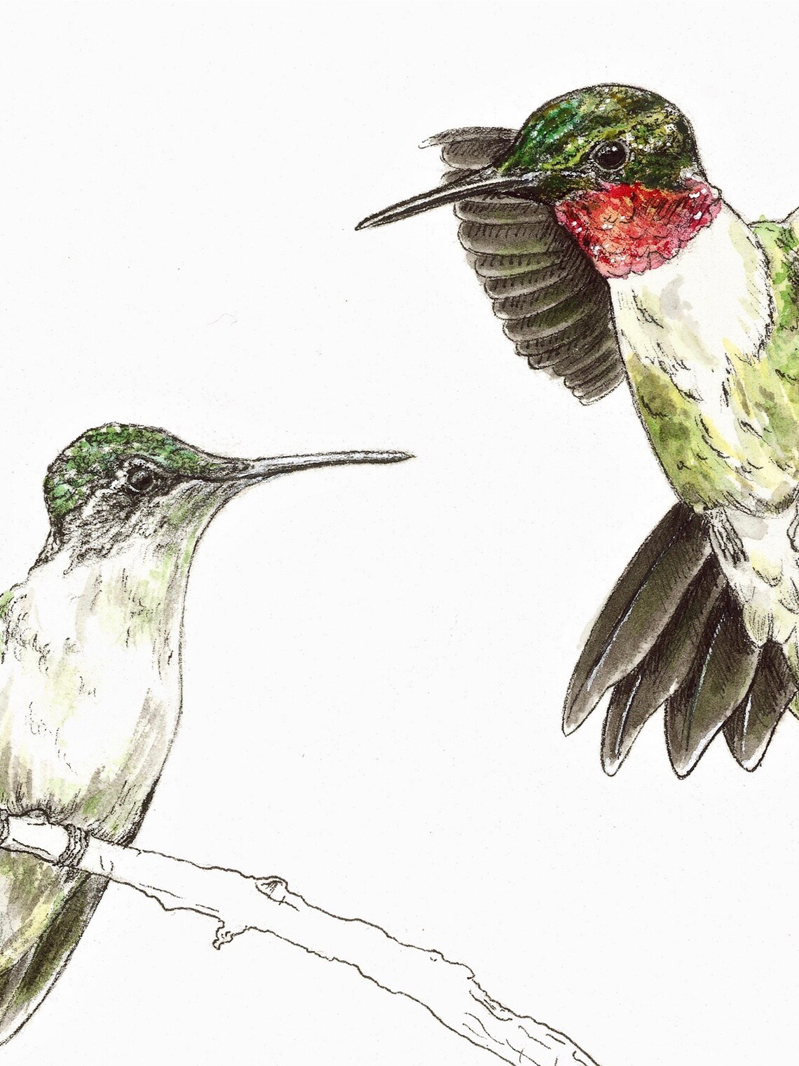 Ruby-throated Hummingbird Print, Nature Wildlife Art Print, Hummingbird ...