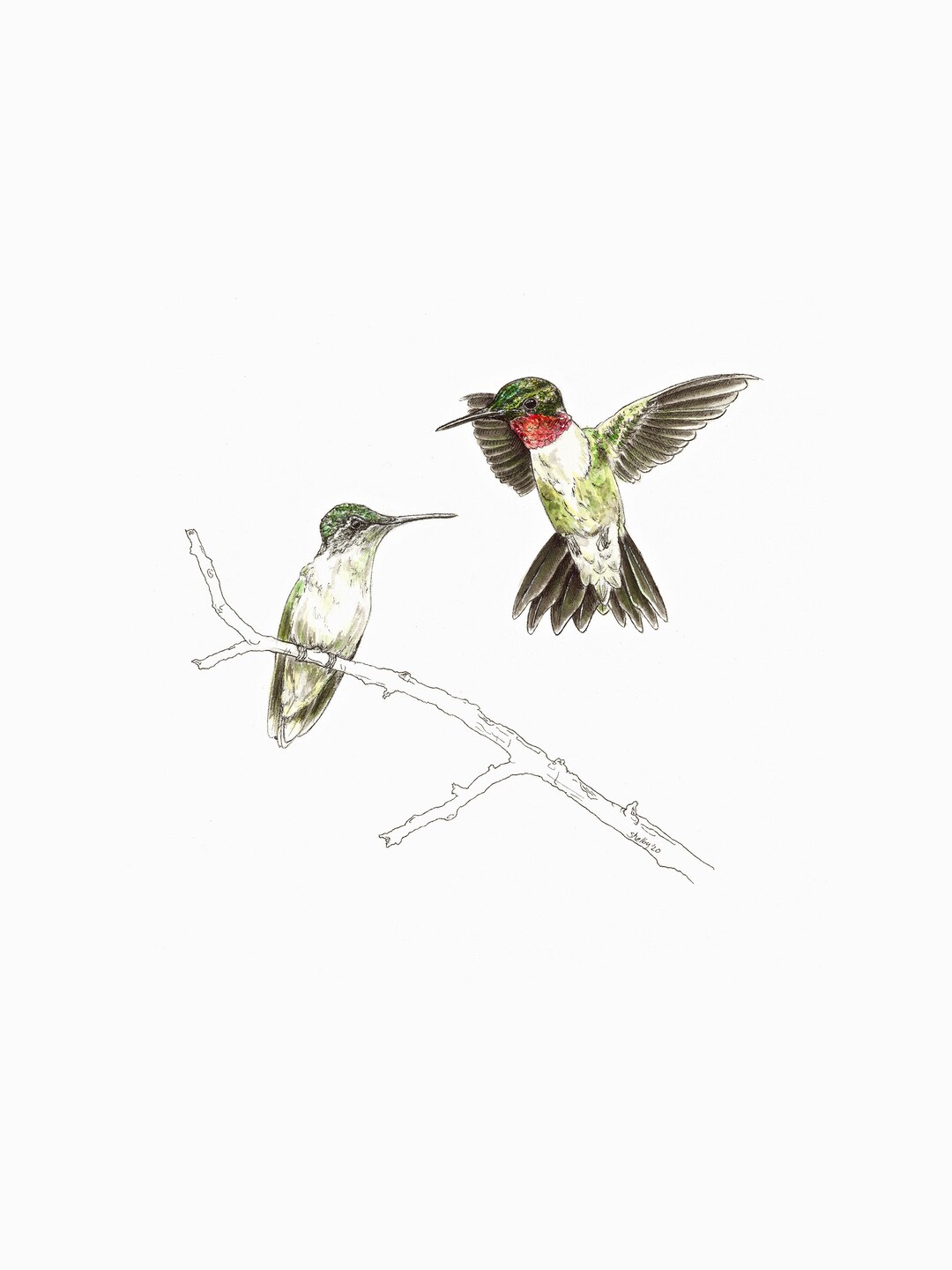 Ruby-throated Hummingbird Print, Nature Wildlife Art Print, Hummingbird ...