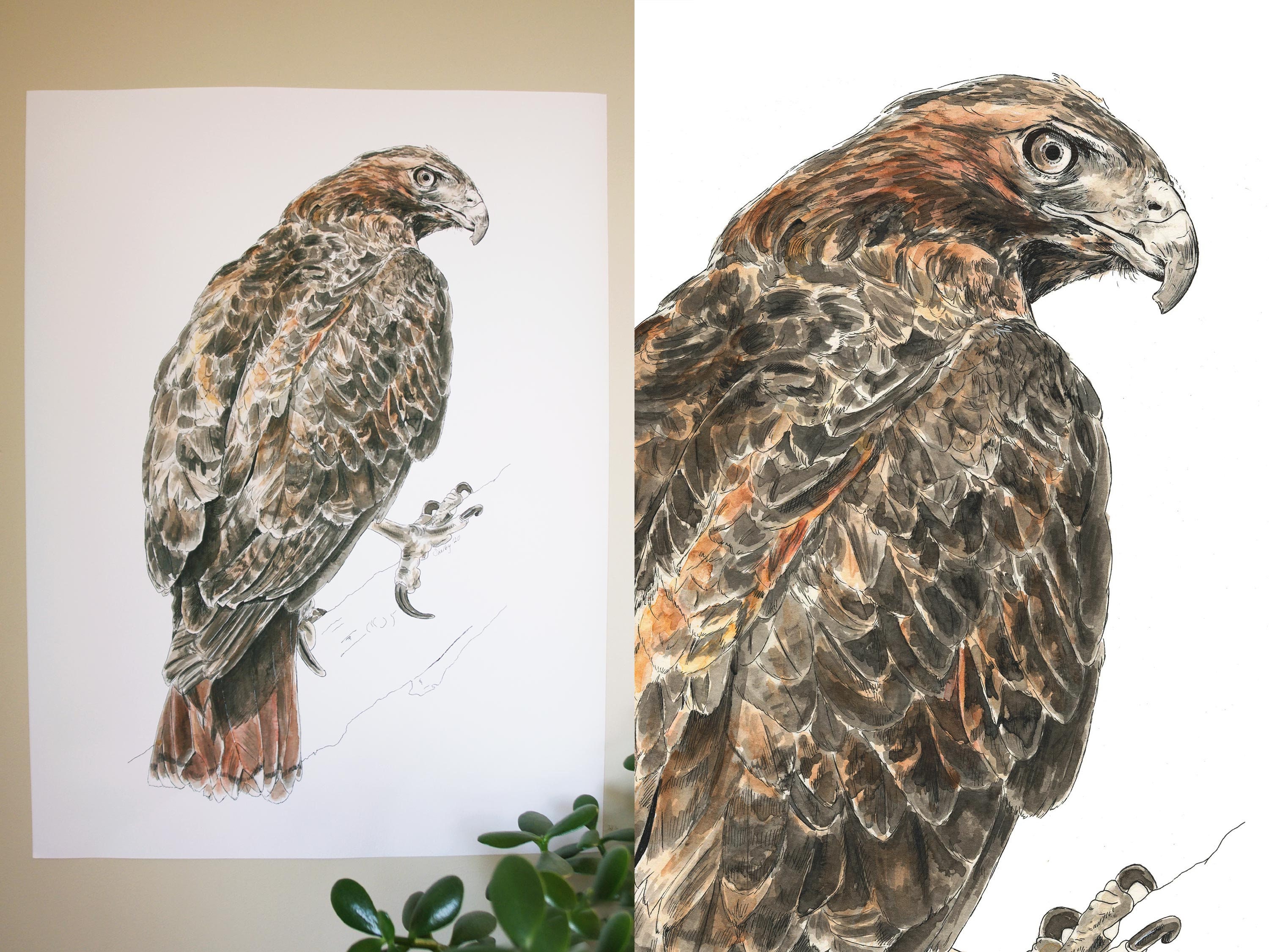 Red-tailed Hawk Watercolor Painting Red-tailed Hawk Drawing | Etsy