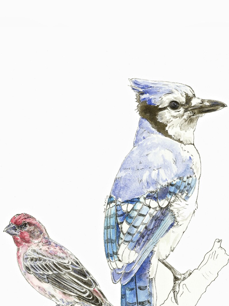 Blue Jay and House Finch Print, Nature Wildlife Art Print, Blue Jay and ...
