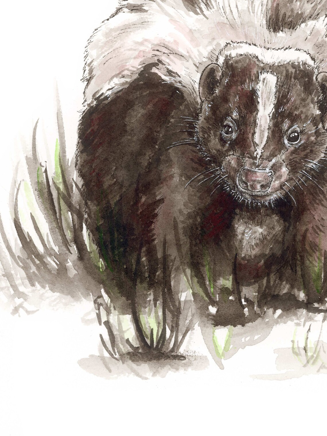 Skunk Print, Nature Wildlife Art Print, Skunk Art, Skunk Watercolor ...