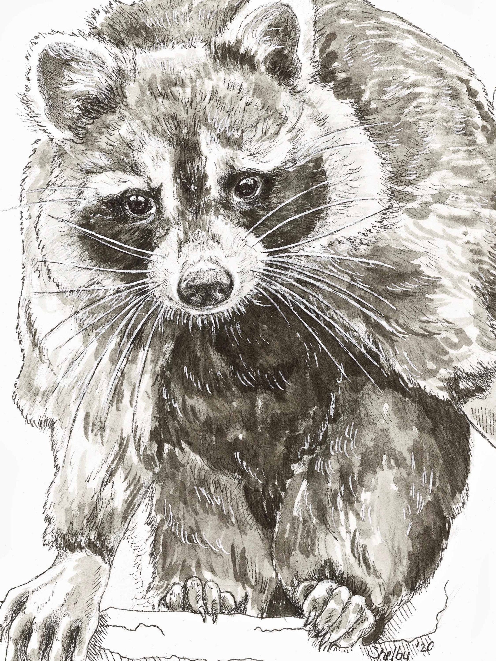 Raccoon Print, Nature Wildlife Art Print, Raccoon Art, Raccoon Painting ...